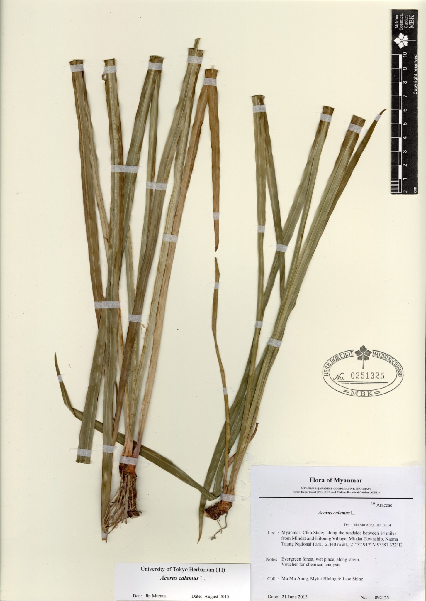 Acorus calamus L. | Myanmar Vascular Plants Database