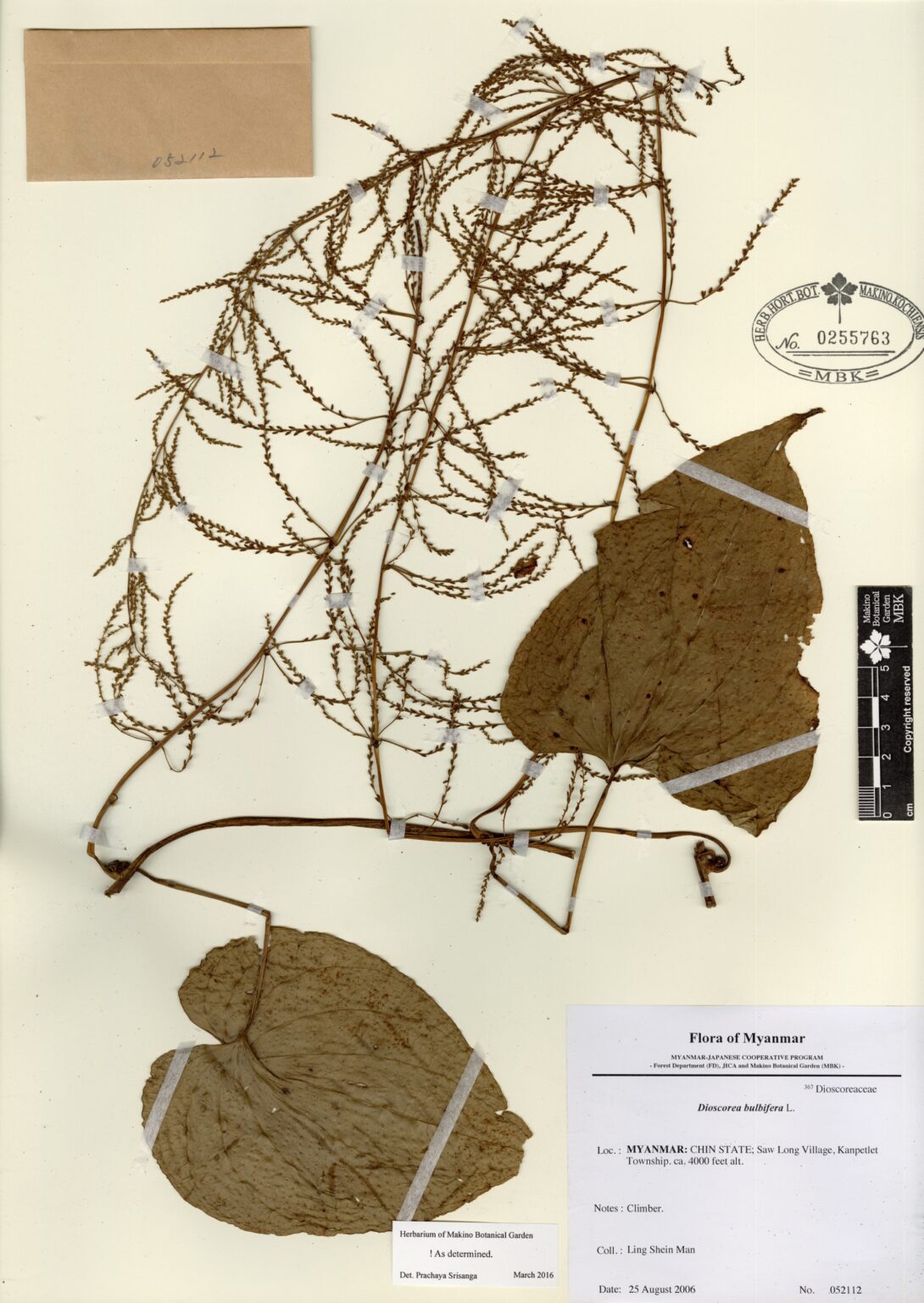 Dioscorea bulbifera L. | Myanmar Vascular Plants Database
