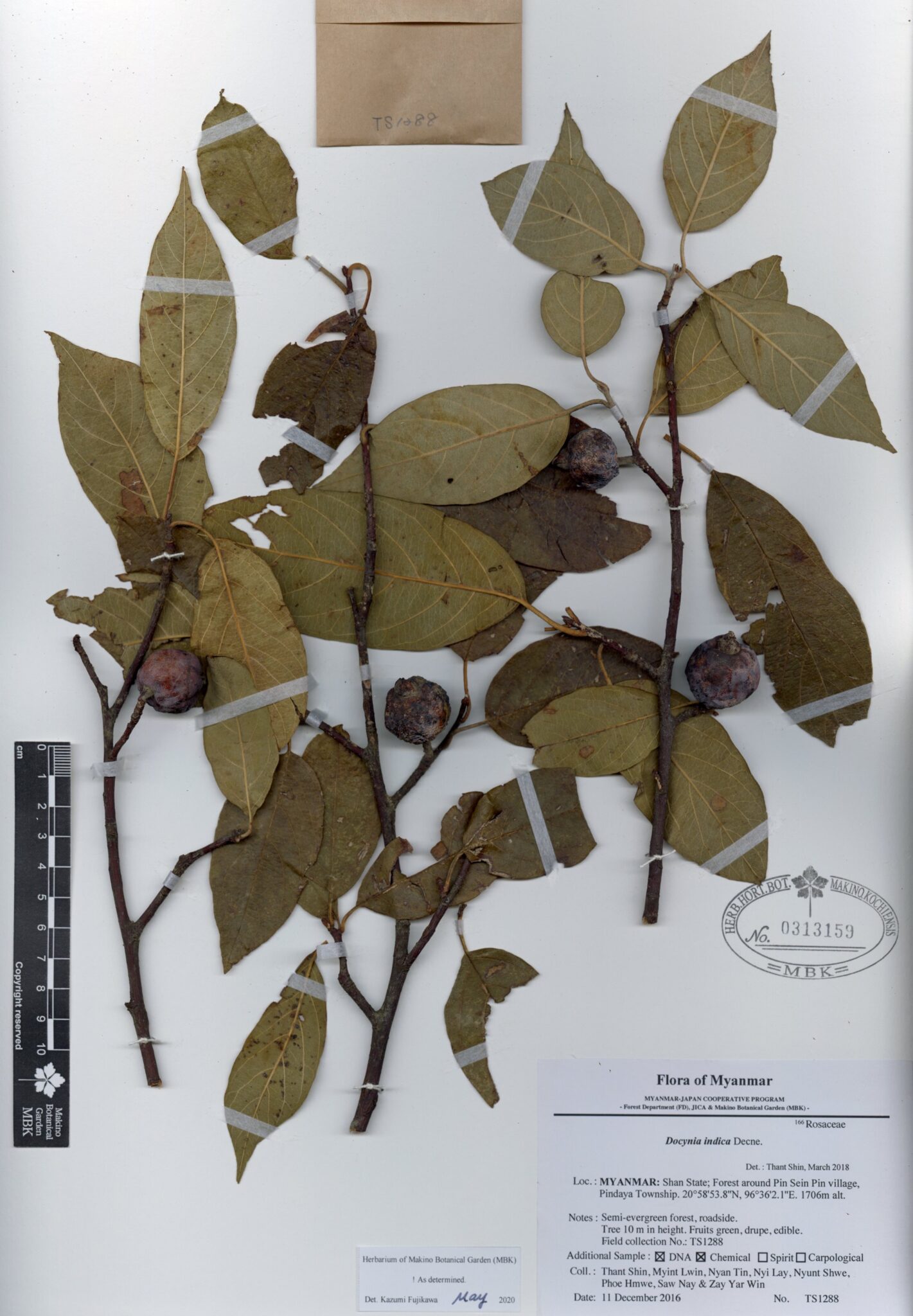 Docynia indica Decne. | Myanmar Vascular Plants Database