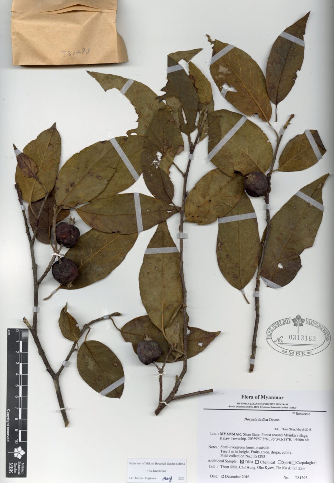 Docynia indica Decne. | Myanmar Vascular Plants Database