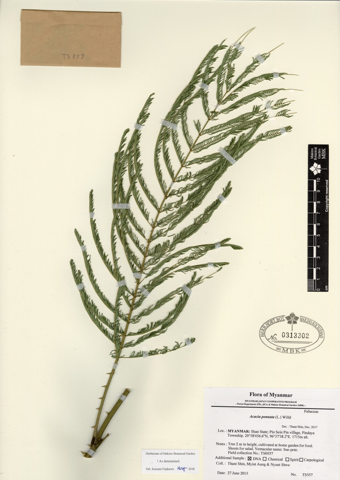 Acacia pennata (L.) Willd. | Myanmar Vascular Plants Database