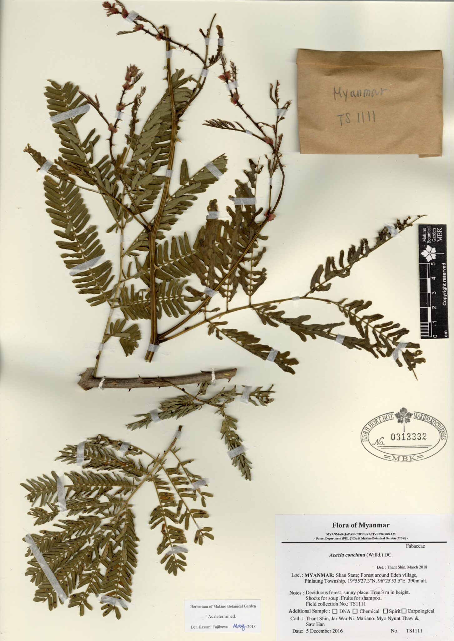 Acacia concinna (Willd.) DC. | Myanmar Vascular Plants Database