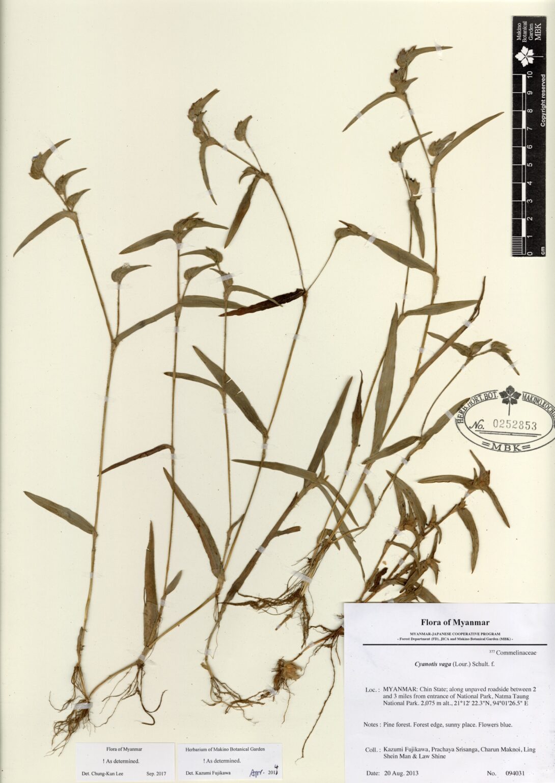 Cyanotis vaga (Lour.) Schult. f. | Myanmar Vascular Plants Database