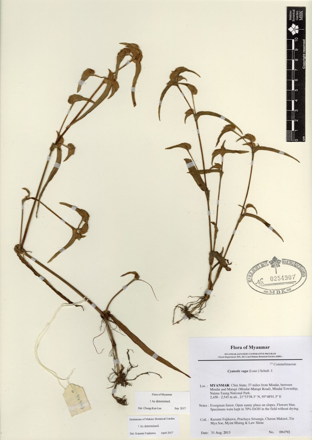 Cyanotis vaga (Lour.) Schult. f. | Myanmar Vascular Plants Database