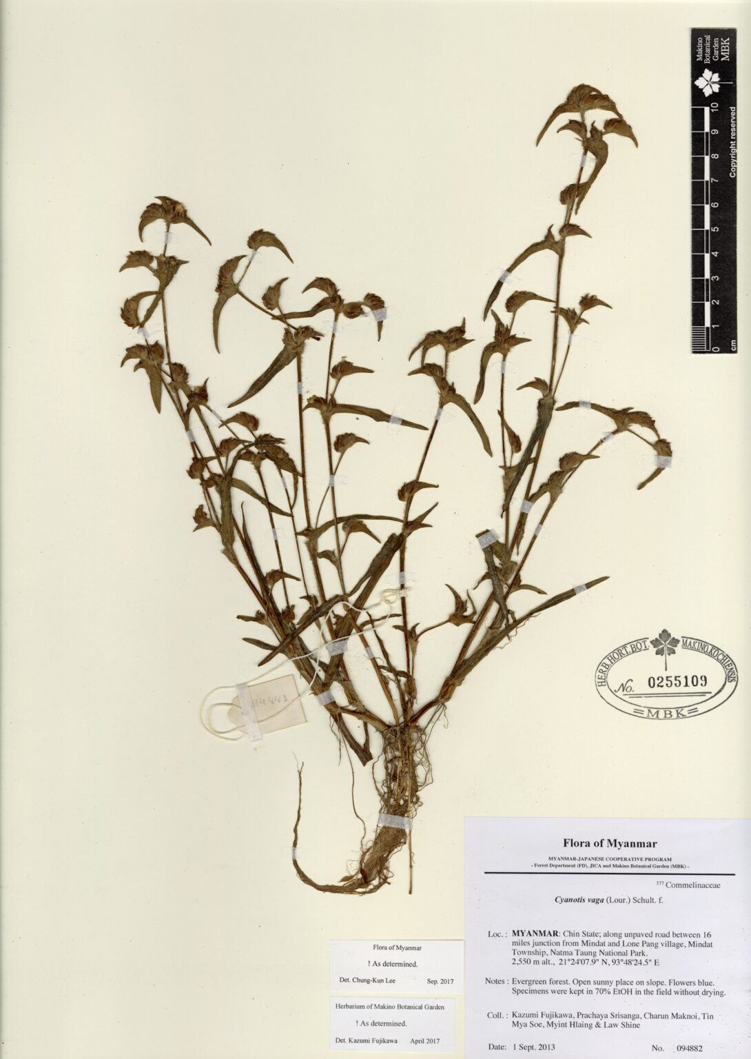 Cyanotis vaga (Lour.) Schult. f. | Myanmar Vascular Plants Database