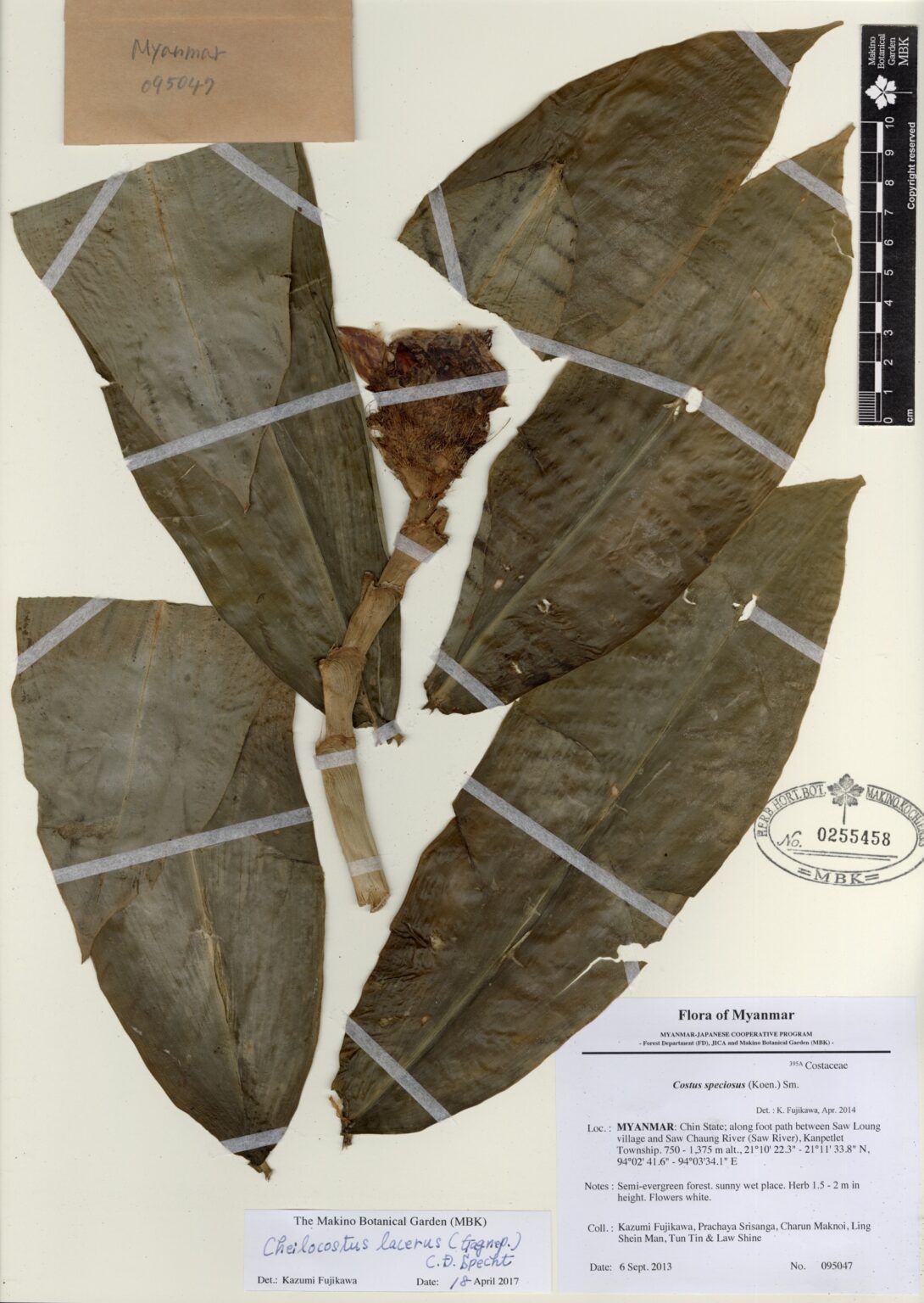 Cheilocostus lacerus (Gagnep.) C.D.Specht | Myanmar Vascular Plants ...
