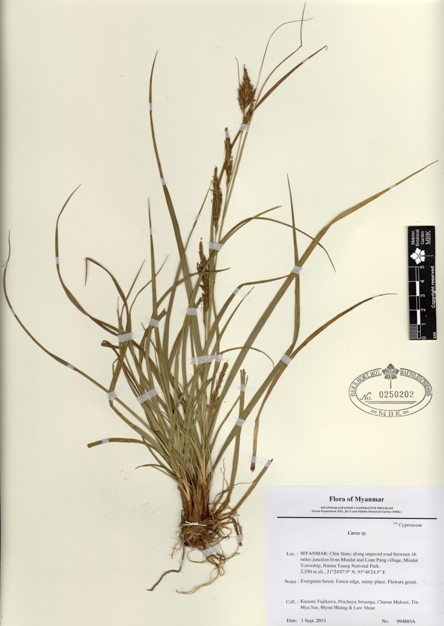 Carex sp. | Myanmar Vascular Plants Database