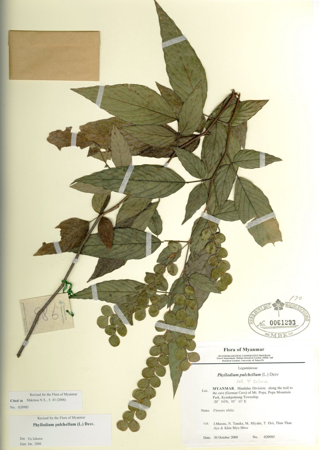 Phyllodium pulchellum (L.) Desv. | Myanmar Vascular Plants Database