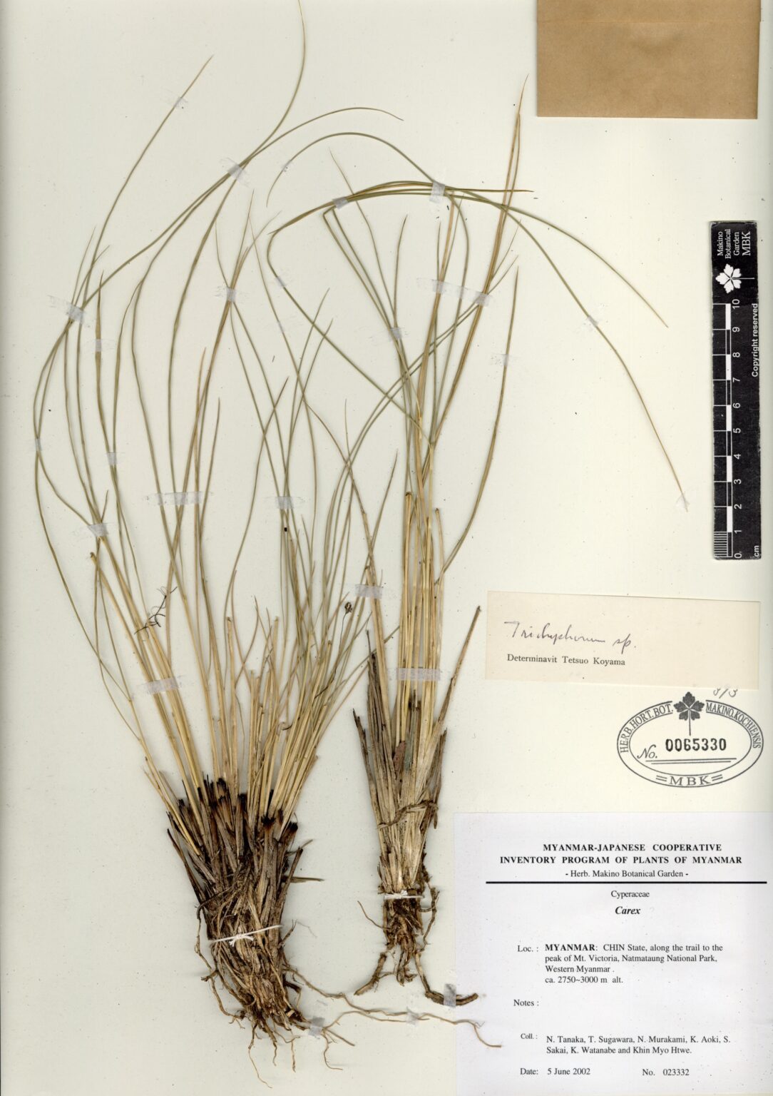 Trichophorum sp. | Myanmar Vascular Plants Database