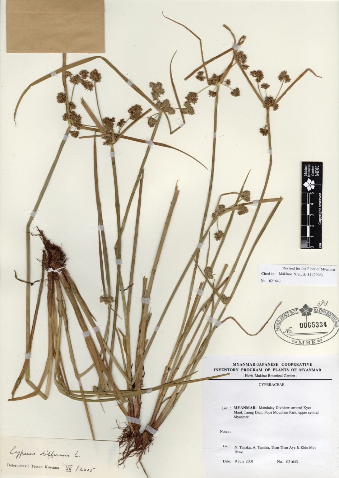 Cyperus difformis L. | Myanmar Vascular Plants Database