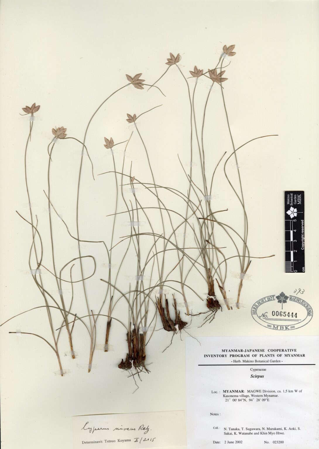 Cyperus niveus Retz. | Myanmar Vascular Plants Database
