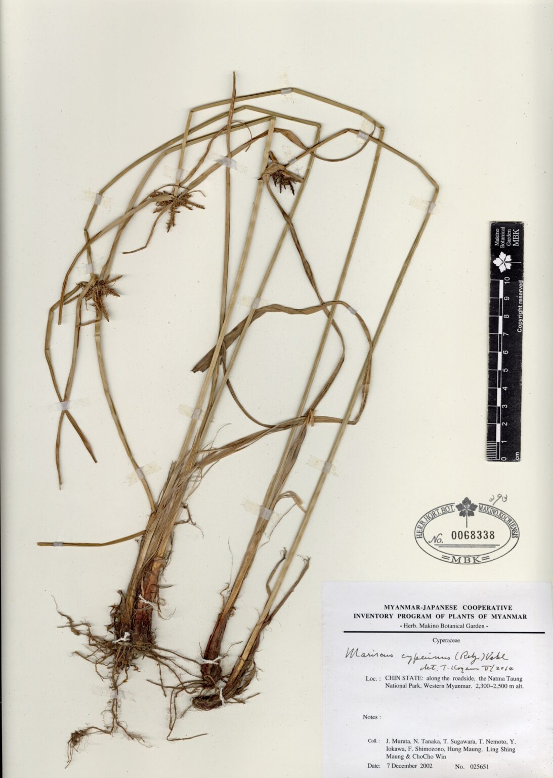 Mariscus cyperinus (Retz.) Vahl | Myanmar Vascular Plants Database