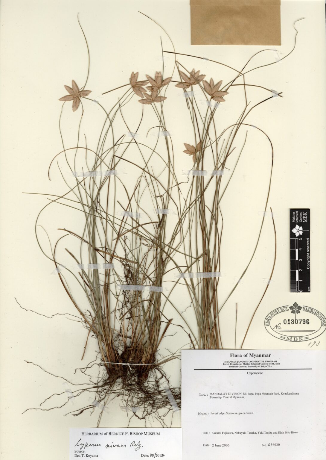 Cyperus niveus Retz. | Myanmar Vascular Plants Database