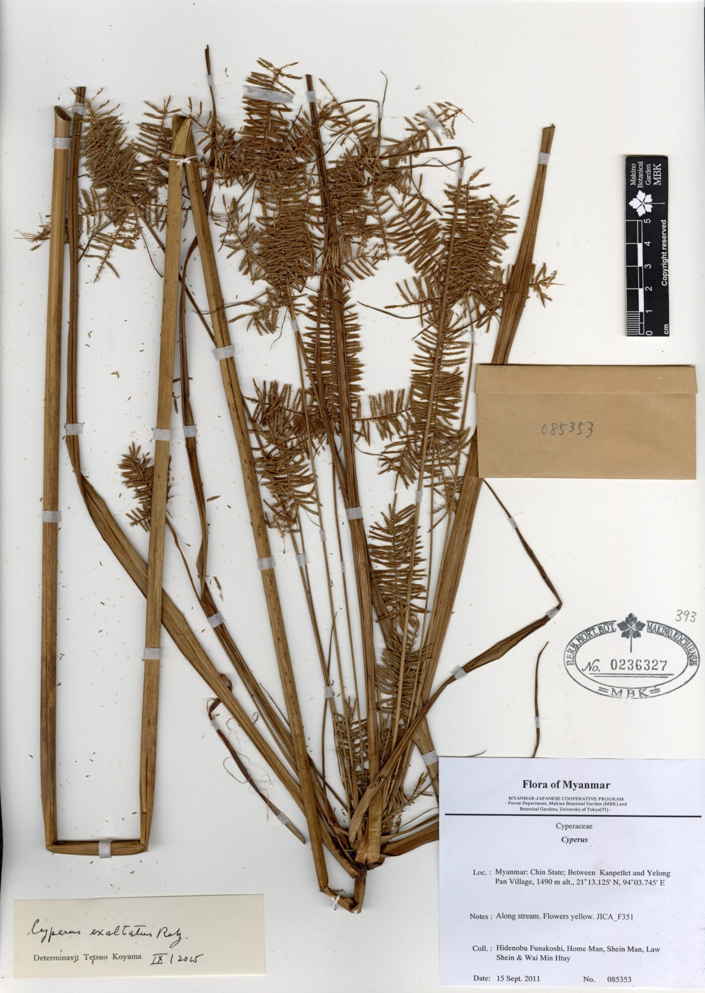 Cyperus exaltatus Retz. | Myanmar Vascular Plants Database