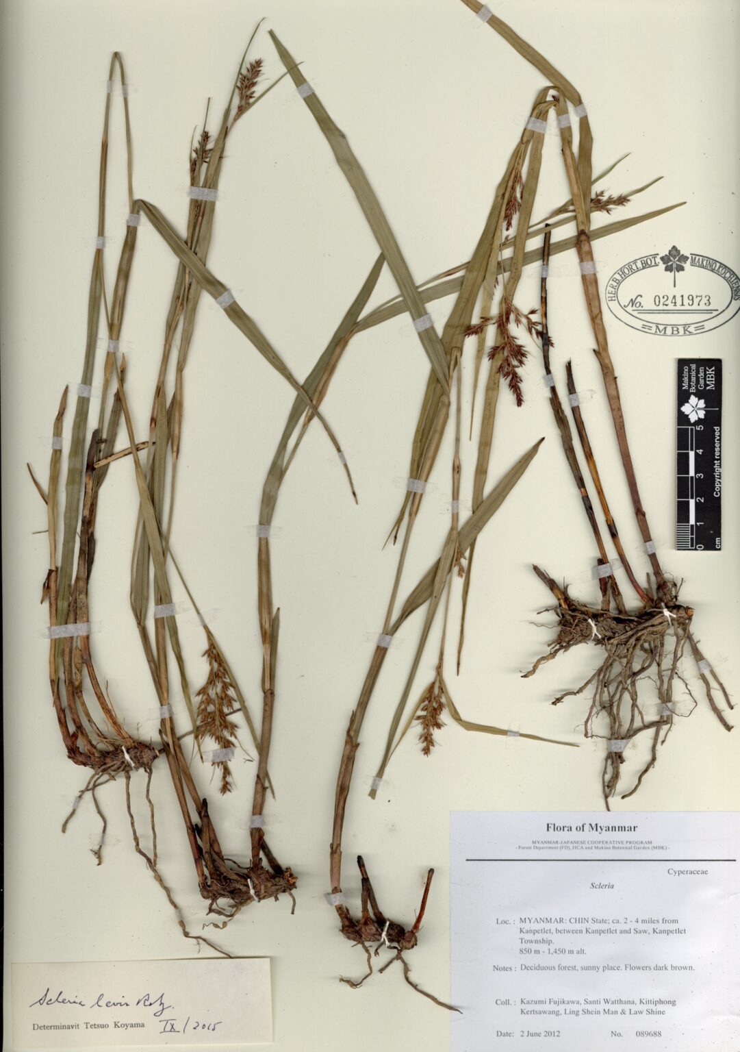 Scleria levis Retz. | Myanmar Vascular Plants Database