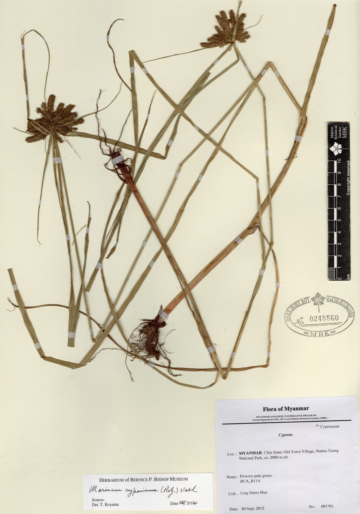 Mariscus cyperinus (Retz.) Vahl | Myanmar Vascular Plants Database