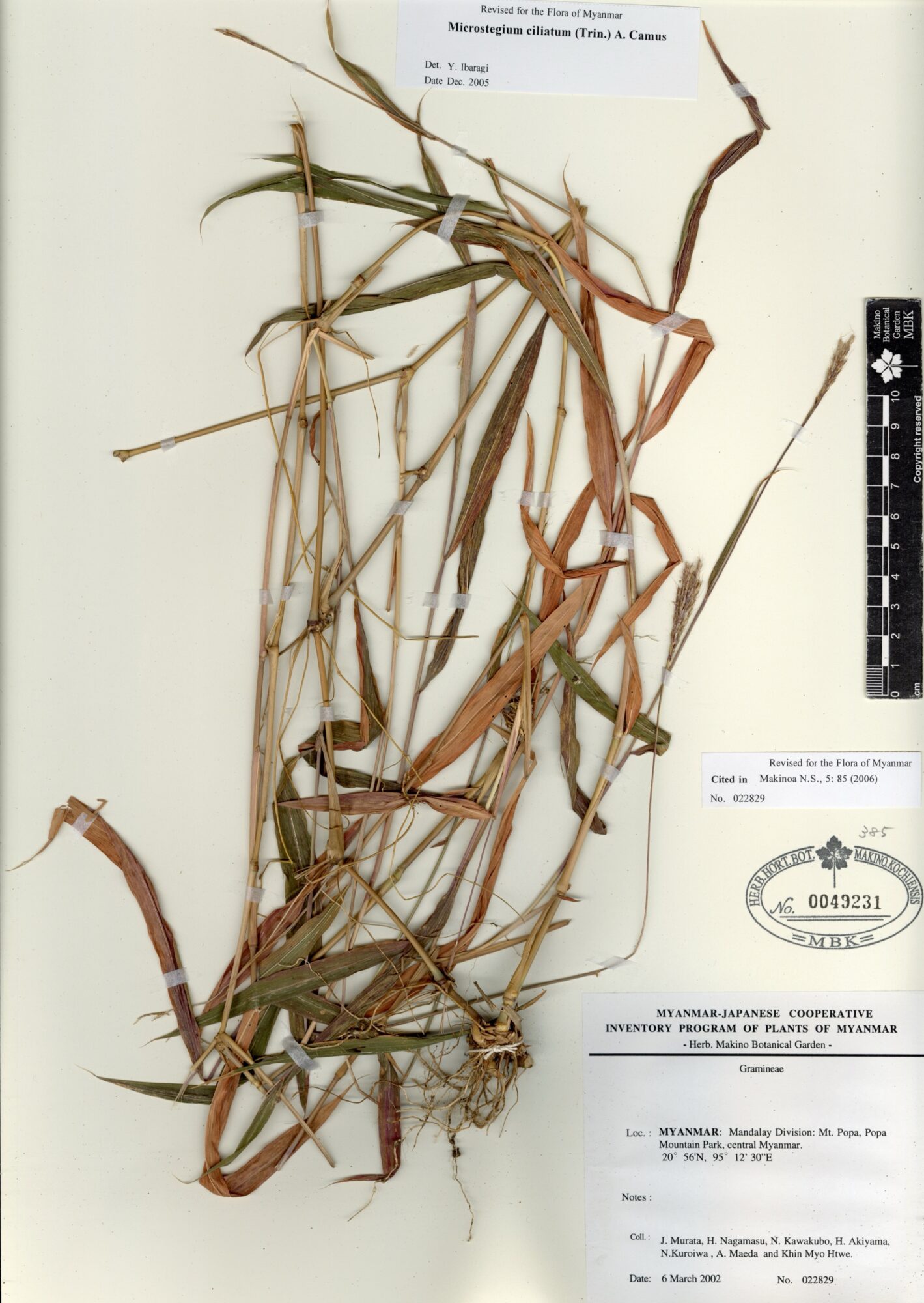 Microstegium ciliatum (Trin.) A. Camus | Myanmar Vascular Plants Database