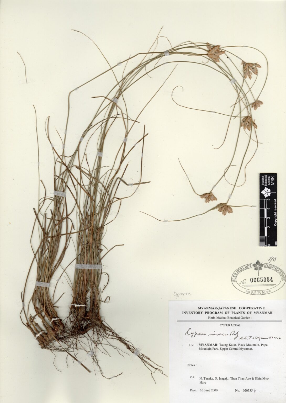 Cyperus niveus Retz. | Myanmar Vascular Plants Database
