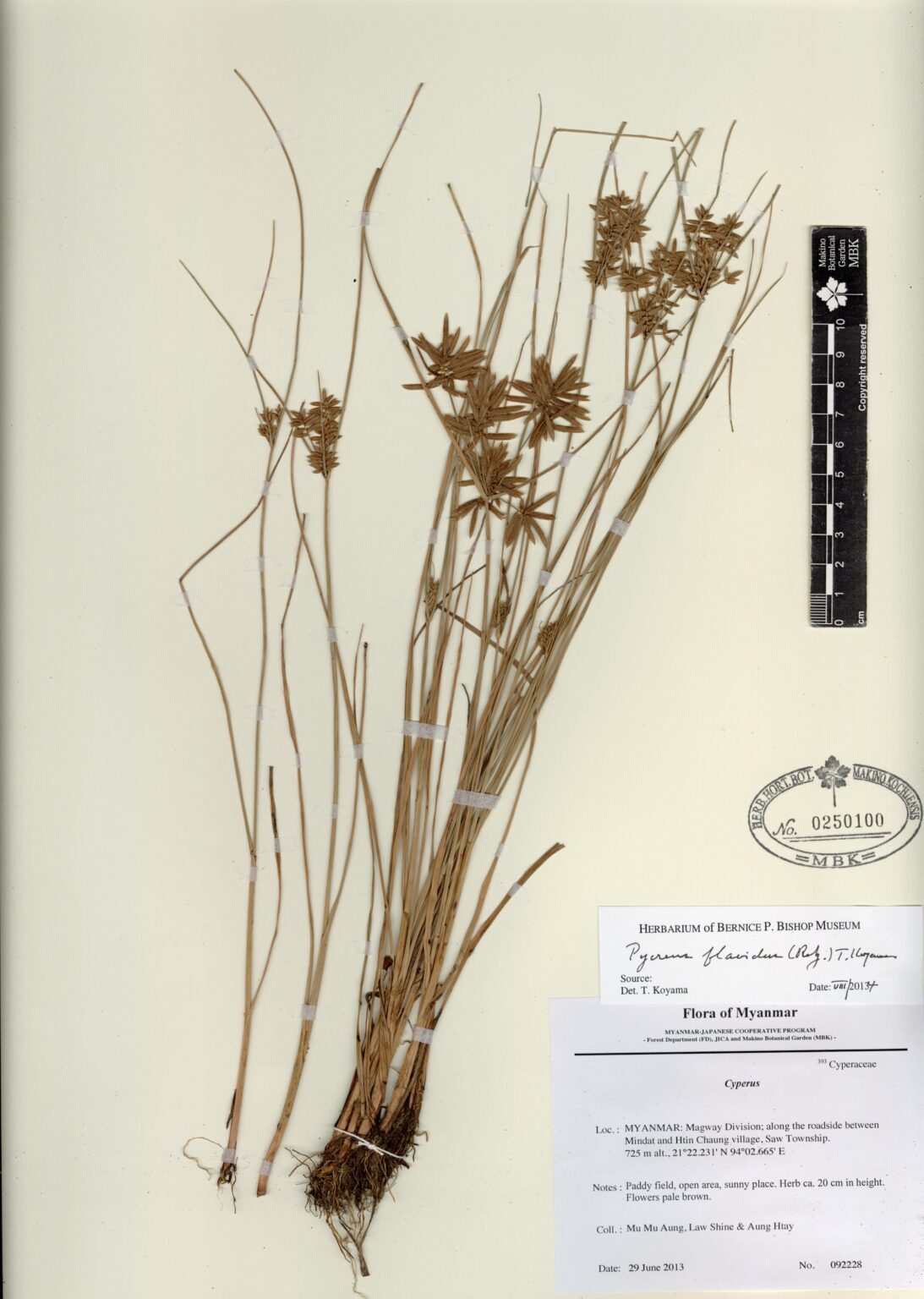 Pycreus flavidus (Retz.) T. Koyama | Myanmar Vascular Plants Database