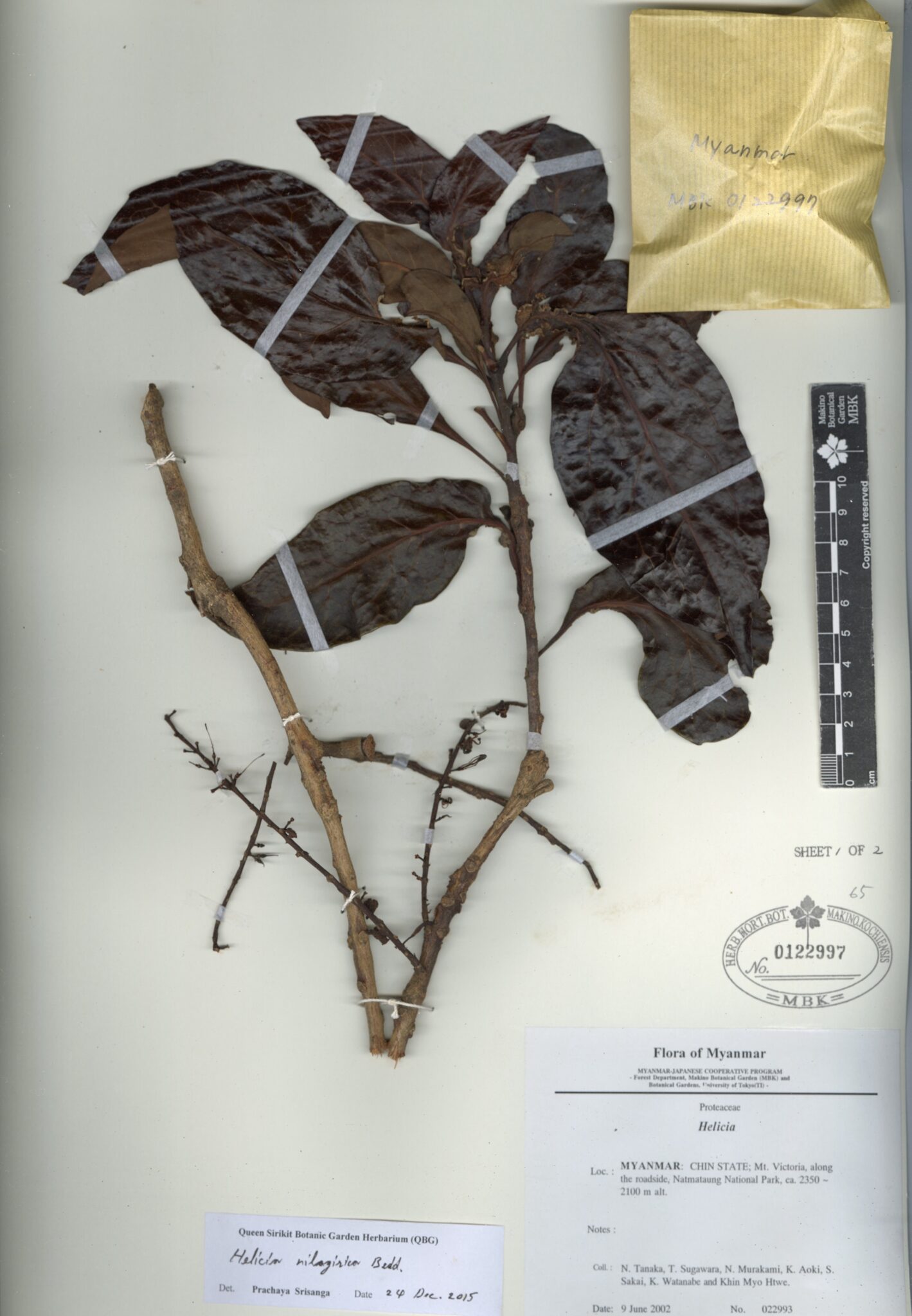 Helicia nilagirica Bedd. | Myanmar Vascular Plants Database