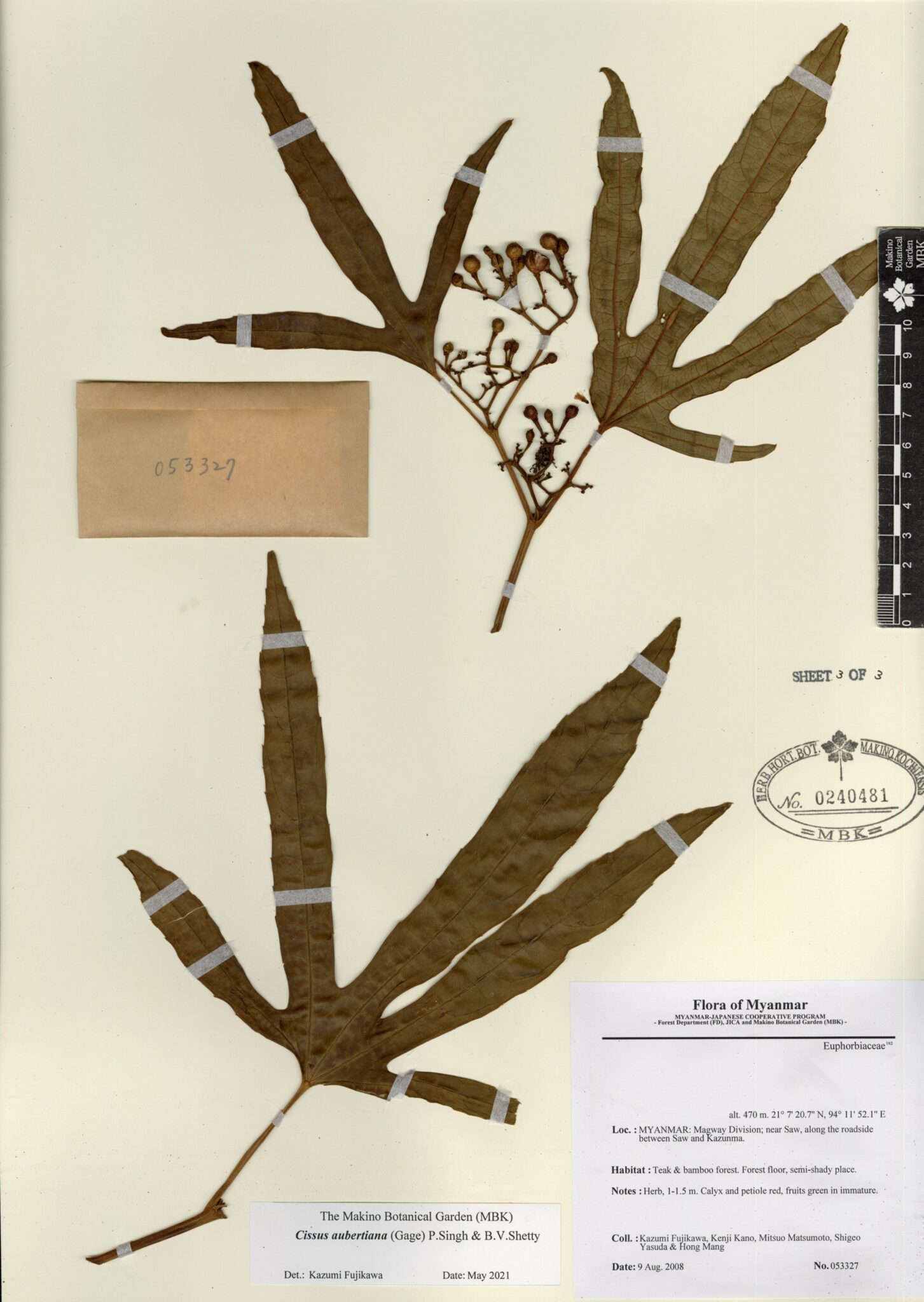 Cissus aubertiana (Gage) P.Singh & B.V.Shetty | Myanmar Vascular Plants ...