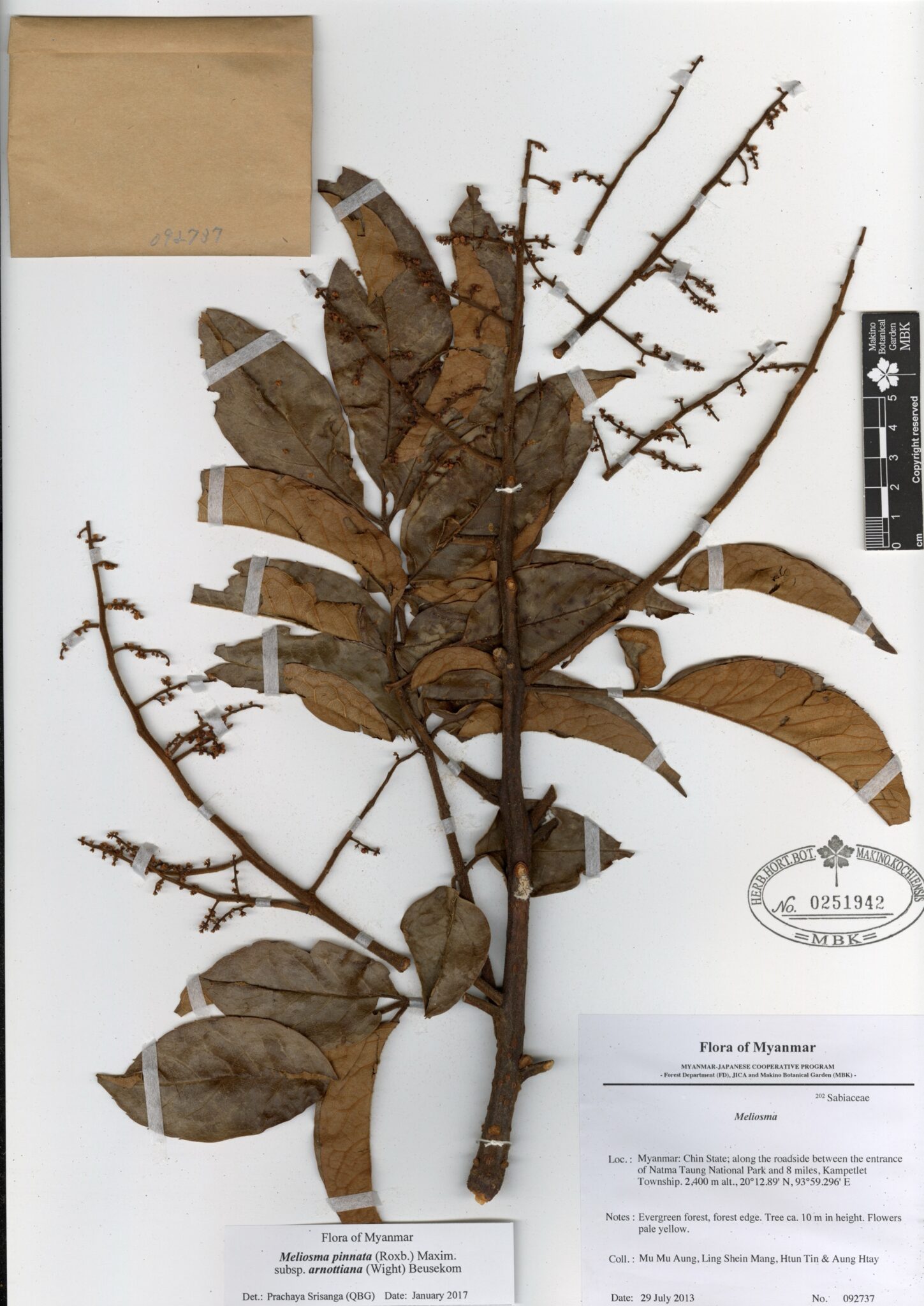 Meliosma pinnata (Roxb.) Maxim. subsp. arnottiana (Wight) Beusekom ...